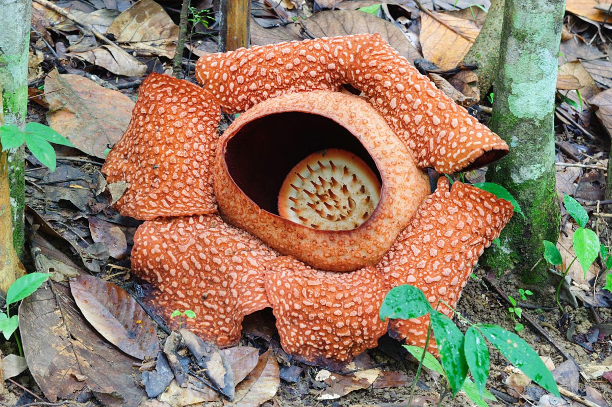 Strange and Scary Flowers to Celebrate October - Schaaf Floral