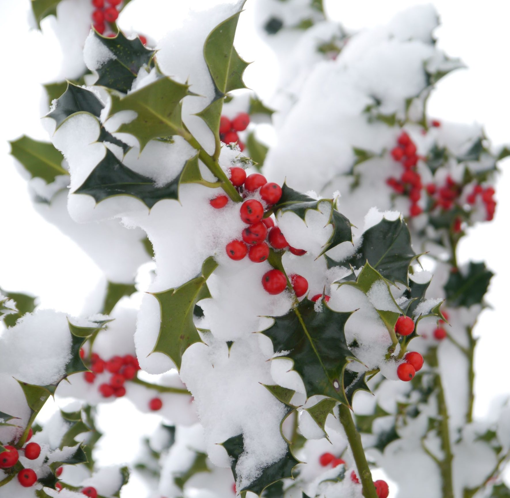Decorating with the Symbolic Holly Flower this Season - Schaaf Floral